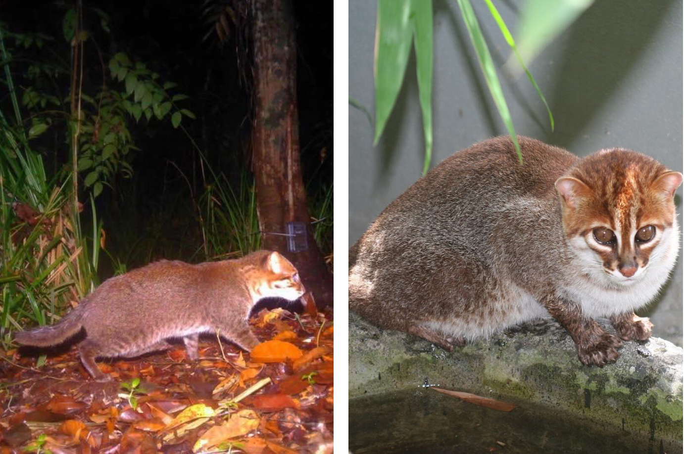 "Зниклий" повернувся: вперше за майже 30 років зафіксували ...
